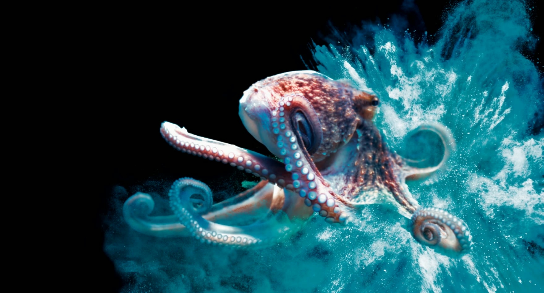 YUPOTAKO® — Sticks to Flat Surfaces Just Like an Octopus